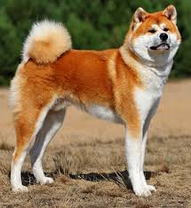The Akita – The most loyal and affectionate dog - Japanese Tales