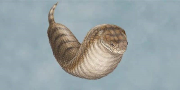 Tsuchinoko – The Amazing Cryptid Snake of Japan - Japanese Tales