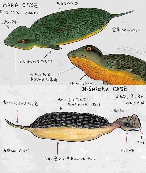 Tsuchinoko – The Amazing Cryptid Snake of Japan - Japanese Tales